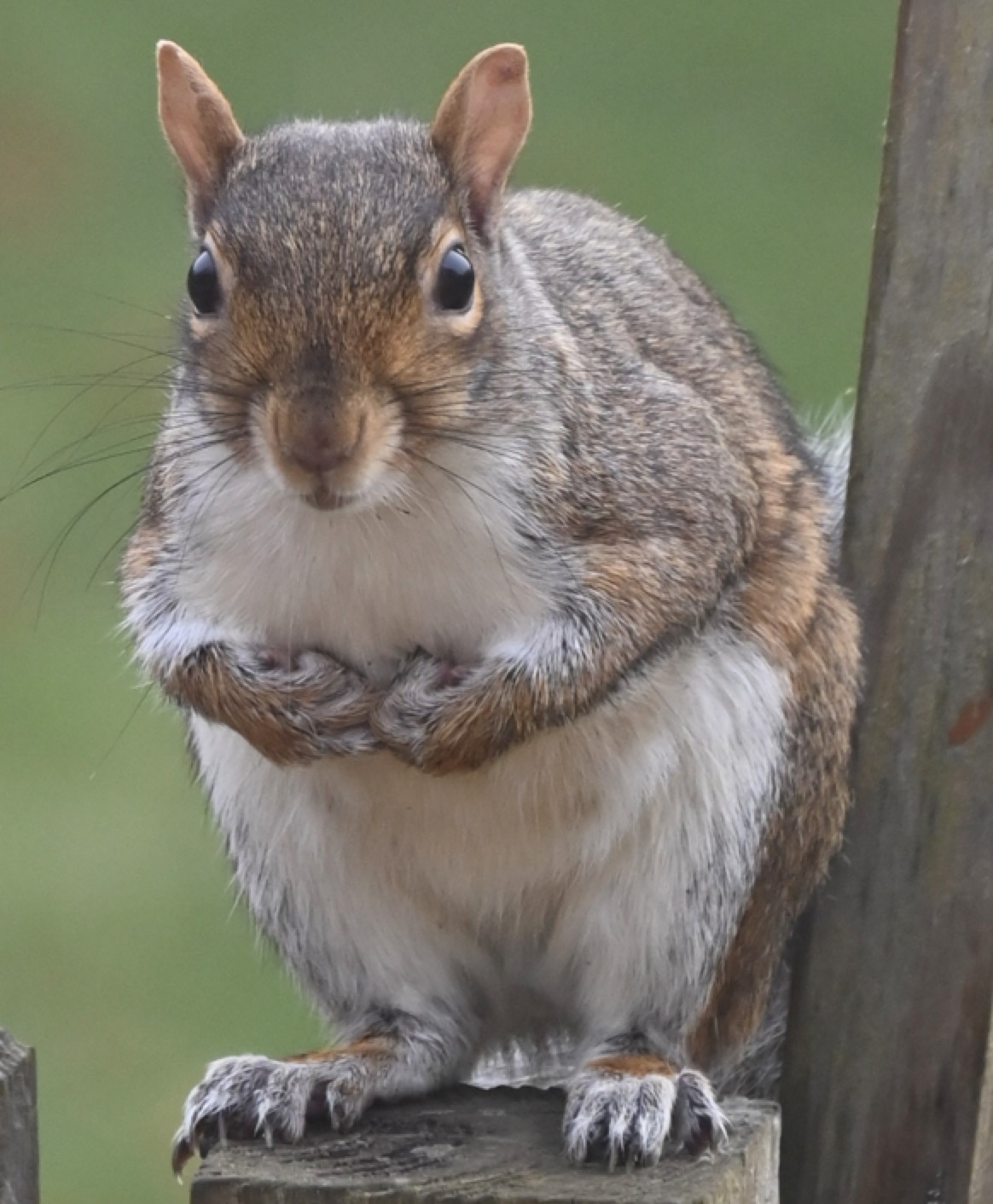 100% Squirrel – David McGill